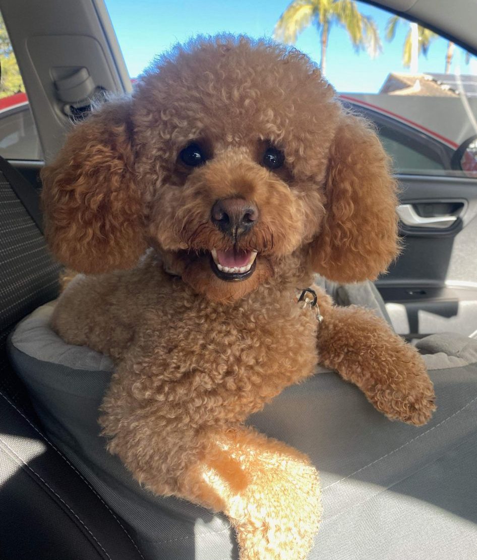 Dynamics Dog is looking for more Dynamics Buddies! | KEC Dynamics