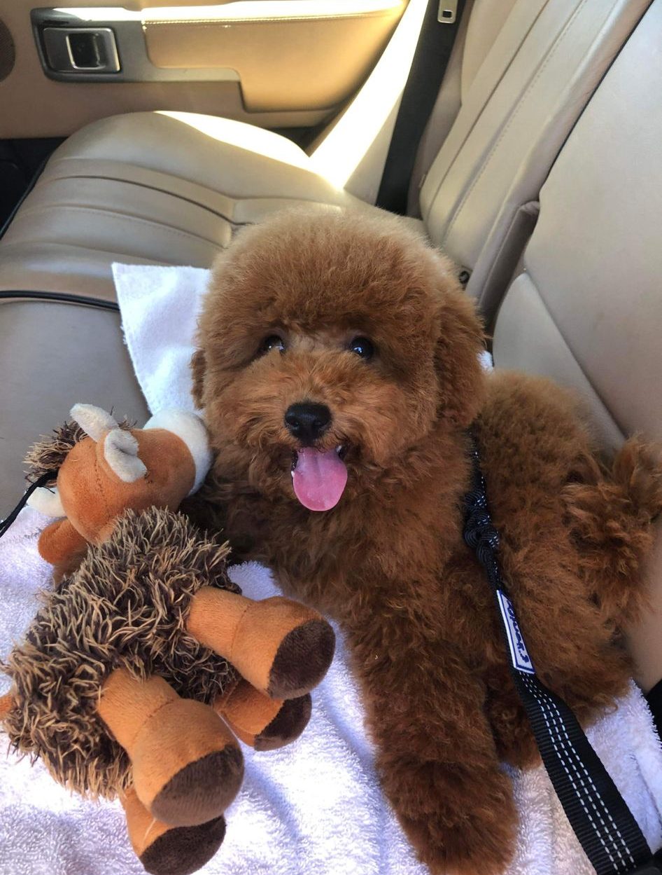 Dynamics Dog as a Puppy | KEC Dynamics